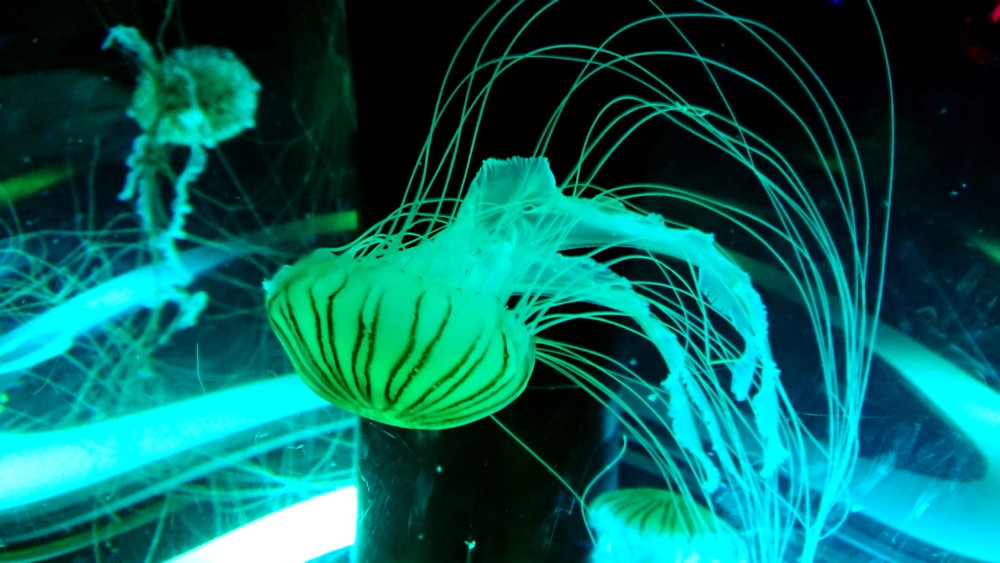 くらげひかる | [楽活]rakukatsu - 日々楽シイ生活ヲ