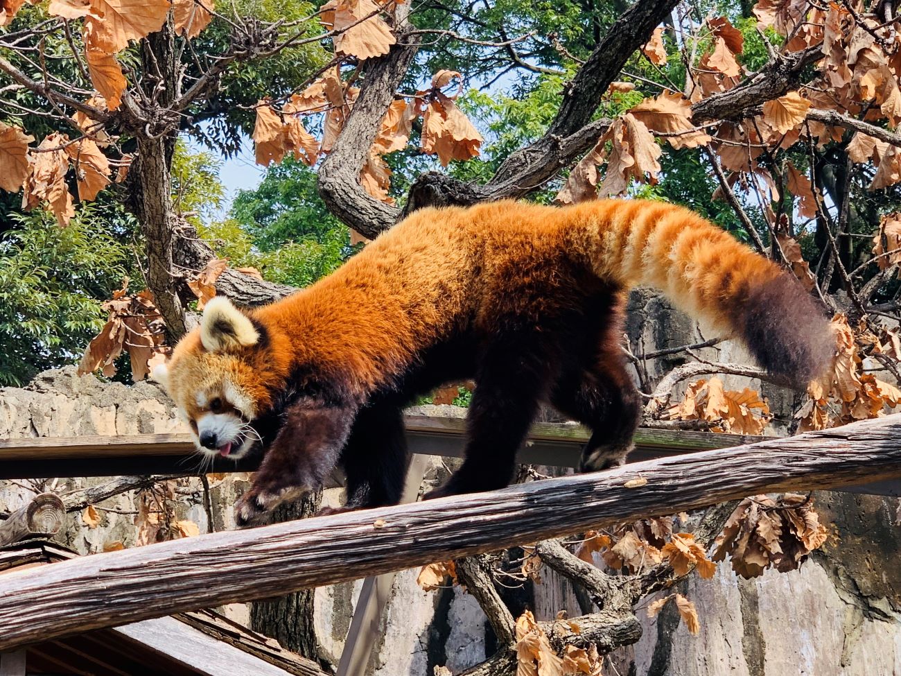 レッサーパンダ | [楽活]rakukatsu - 日々楽シイ生活ヲ